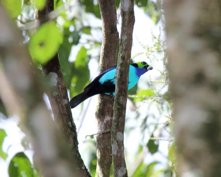 Paradise tanager - Facts, Diet, Habitat & Pictures on Animalia.bio