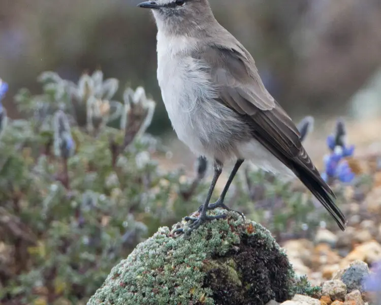 Paramo ground tyrant - Facts, Diet, Habitat & Pictures on Animalia.bio