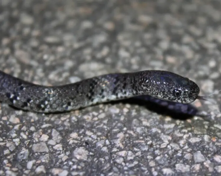 Spotted slug snake - Facts, Diet, Habitat & Pictures on Animalia.bio