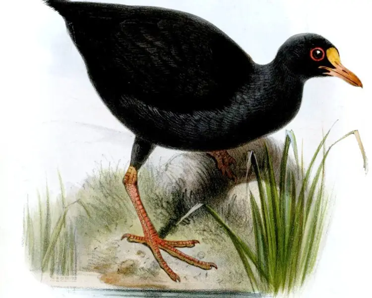 Gallinula pacifica - Facts, Diet, Habitat & Pictures on Animalia.bio