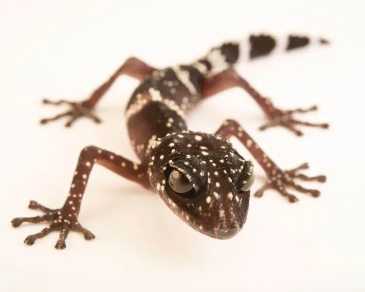 Paroedura masobe - Facts, Diet, Habitat & Pictures on Animalia.bio