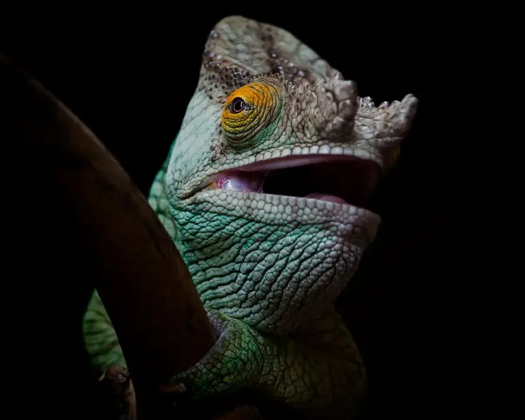 Parson's chameleon - Facts, Diet, Habitat & Pictures on Animalia.bio