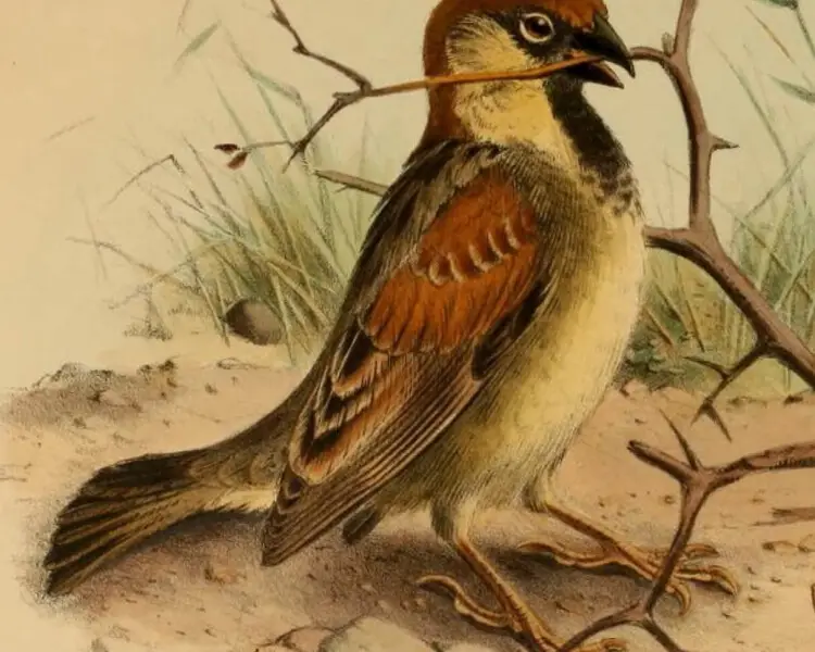 Somali sparrow - Facts, Diet, Habitat & Pictures on Animalia.bio