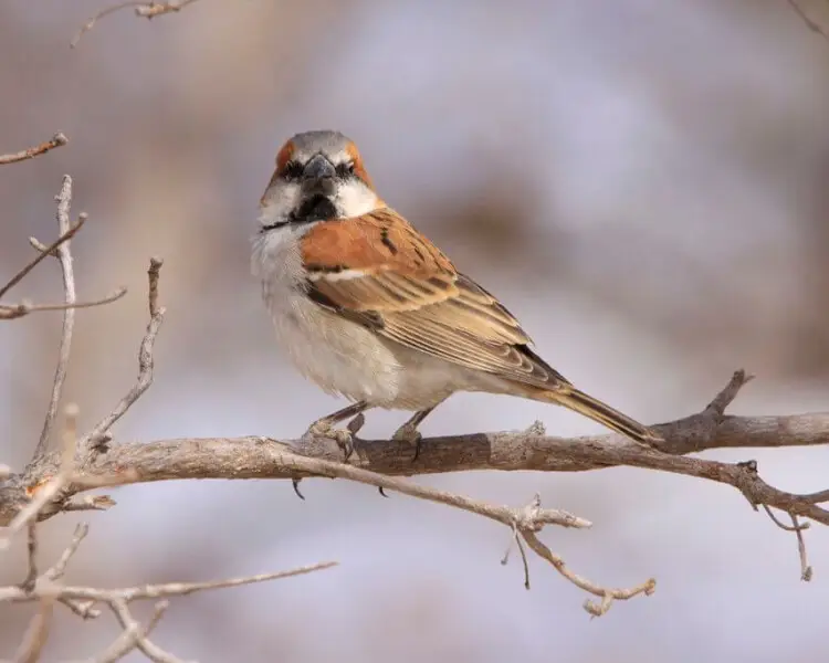 Great sparrow - Facts, Diet, Habitat & Pictures on Animalia.bio