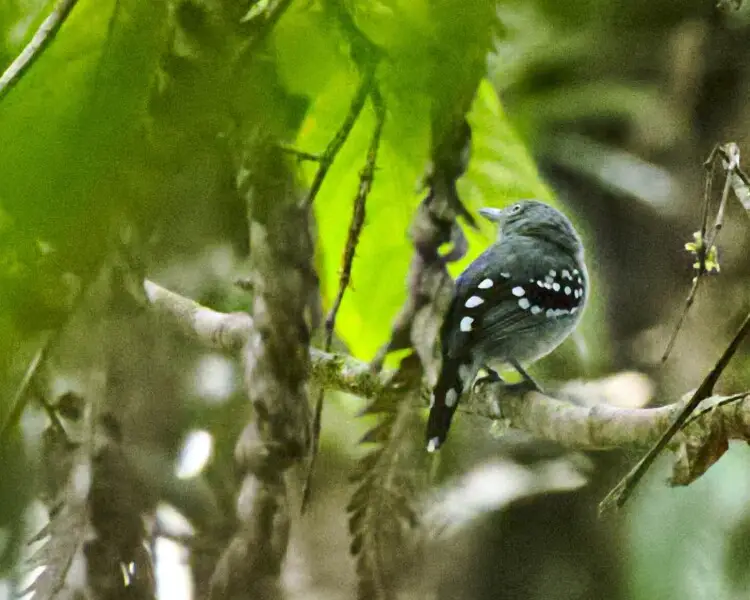 Кущівник перлистий - факти, дієта, ареал і фотографії на Animalia.bio