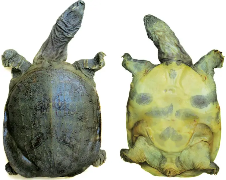 Spotted softshell turtle - Facts, Diet, Habitat & Pictures on Animalia.bio