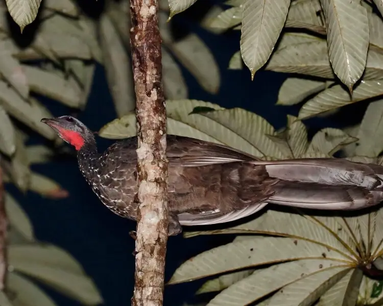 Marail guan - Facts, Diet, Habitat & Pictures on Animalia.bio