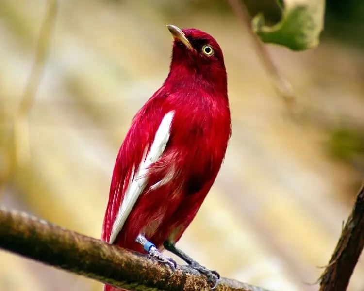 Pompadour cotinga - Facts, Diet, Habitat & Pictures on Animalia.bio