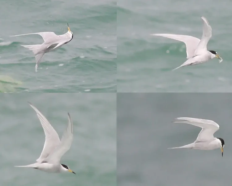 Sternula lorata - факти, дієта, ареал і фотографії на Animalia.bio