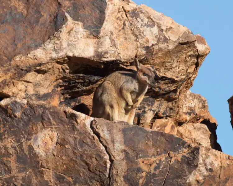 Purple-necked rock-wallaby - Facts, Diet, Habitat & Pictures on ...