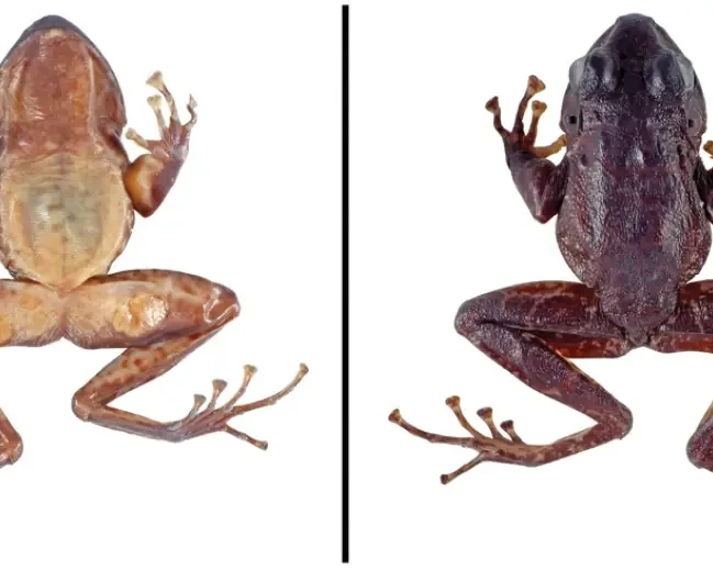 Petropedetes newtonii - факти, дієта, ареал і фотографії на Animalia.bio