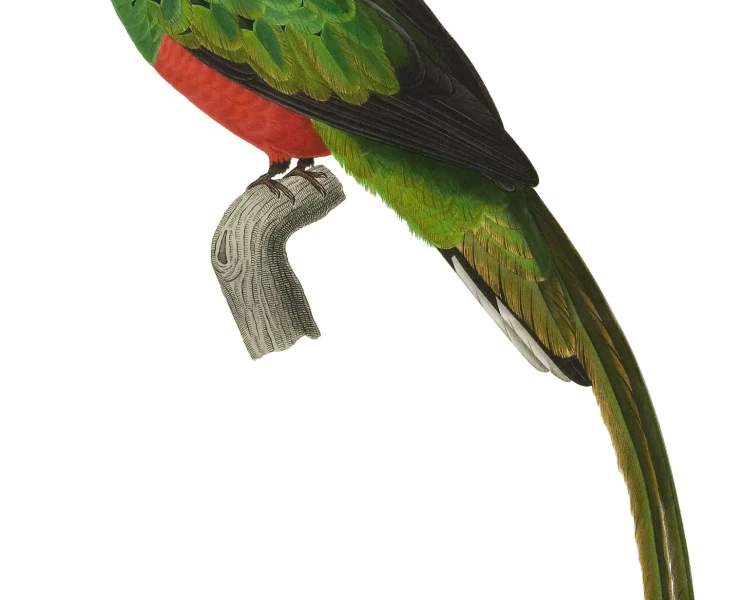 Pavonine quetzal - Facts, Diet, Habitat & Pictures on Animalia.bio