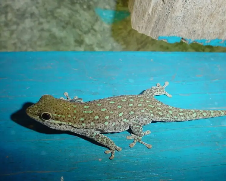 Phelsuma breviceps - Facts, Diet, Habitat & Pictures on Animalia.bio