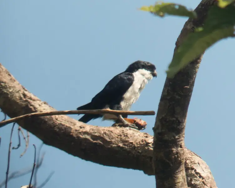 Philippine falconet - Facts, Diet, Habitat & Pictures on Animalia.bio