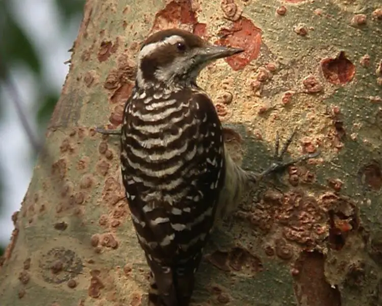 Philippine pygmy woodpecker - Facts, Diet, Habitat & Pictures on ...
