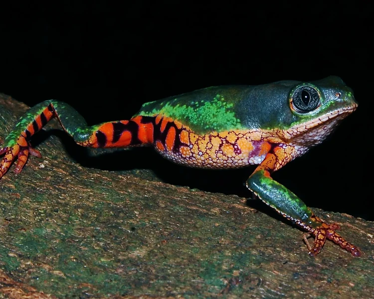 Pithecopus oreades - факти, дієта, ареал і фотографії на Animalia.bio