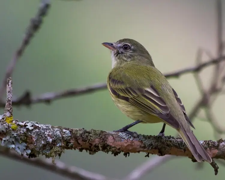 Rough-legged tyrannulet - Facts, Diet, Habitat & Pictures on Animalia.bio