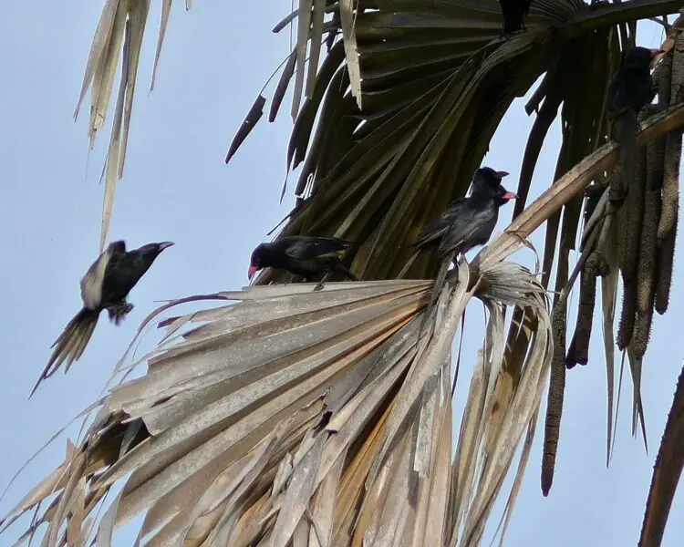 Piapiac - Facts, Diet, Habitat & Pictures on Animalia.bio