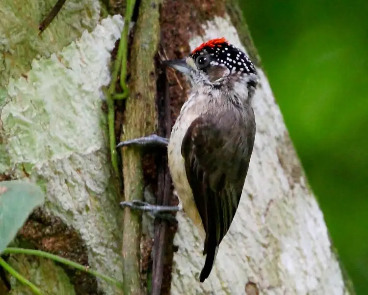 Ochraceous piculet - Facts, Diet, Habitat & Pictures on Animalia.bio