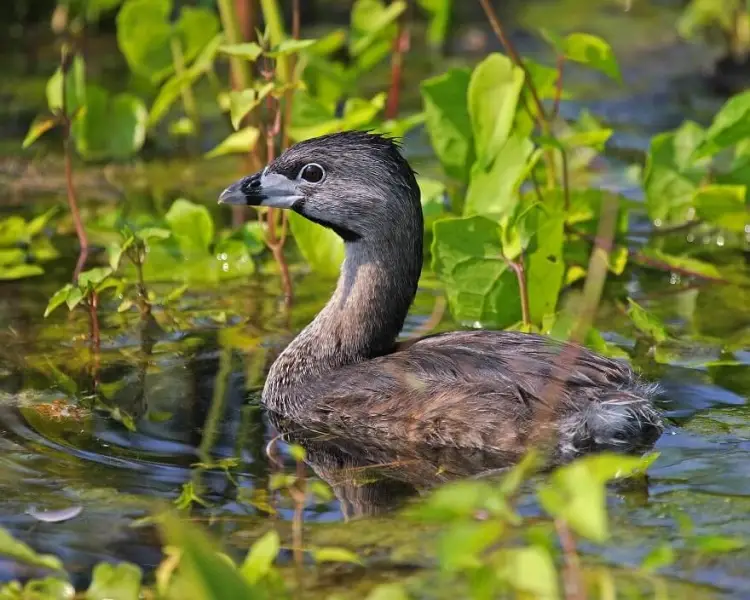 Pied-Billed Grebe - Facts, Diet, Habitat & Pictures on Animalia.bio