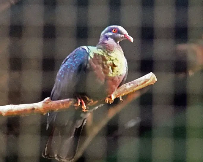 Ducula poliocephala - факти, дієта, ареал і фотографії на Animalia.bio