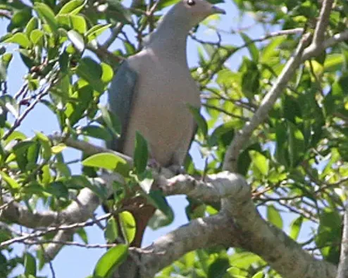 Ducula rosacea - факти, дієта, ареал і фотографії на Animalia.bio
