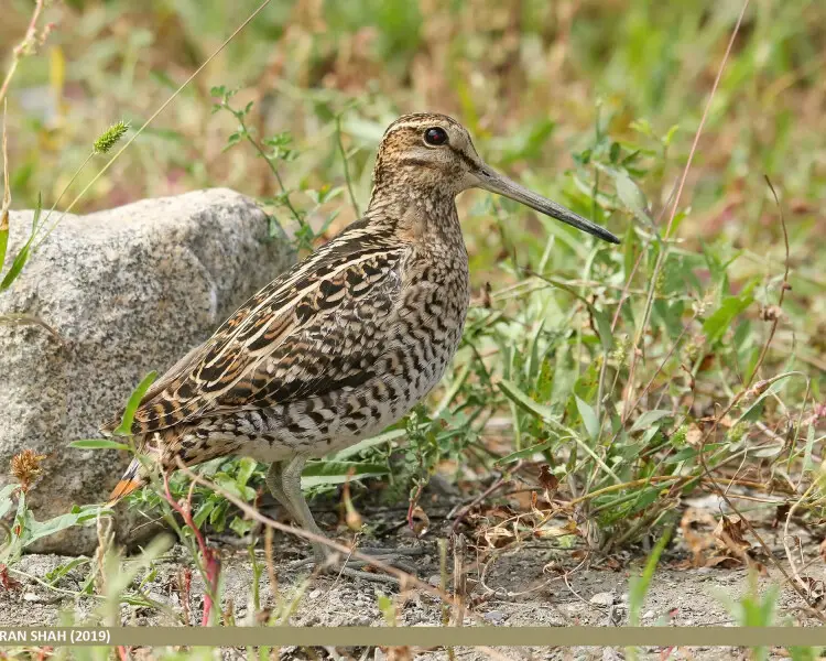 Gallinago stenura - факти, дієта, ареал і фотографії на Animalia.bio