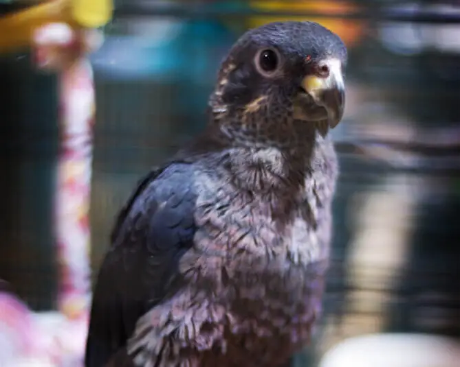 Pionus fuscus - факти, дієта, ареал і фотографії на Animalia.bio