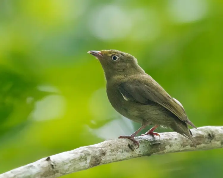 Pipra aureola - факти, дієта, ареал і фотографії на Animalia.bio