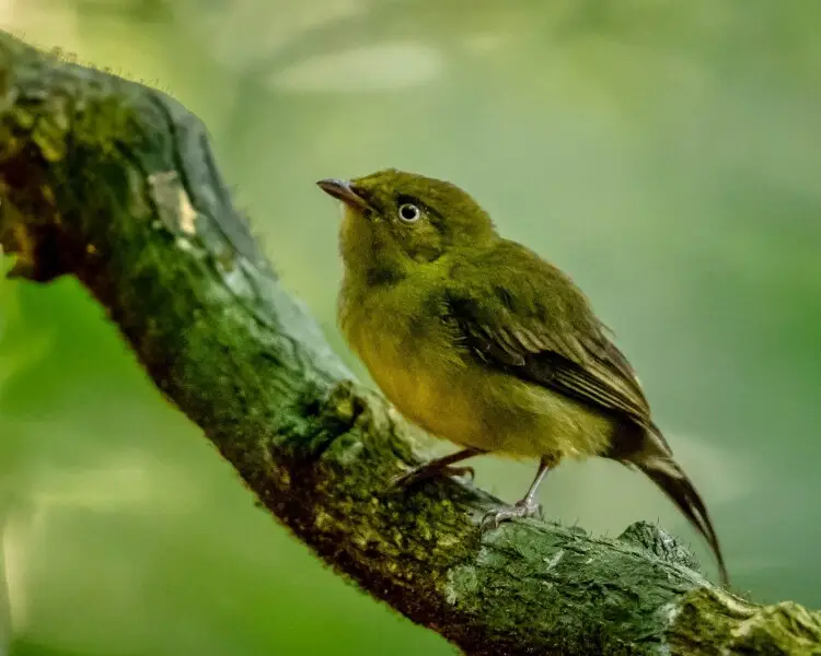 Pipra filicauda - Facts, Diet, Habitat & Pictures on Animalia.bio