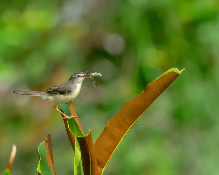 Plain prinia - Facts, Diet, Habitat & Pictures on Animalia.bio