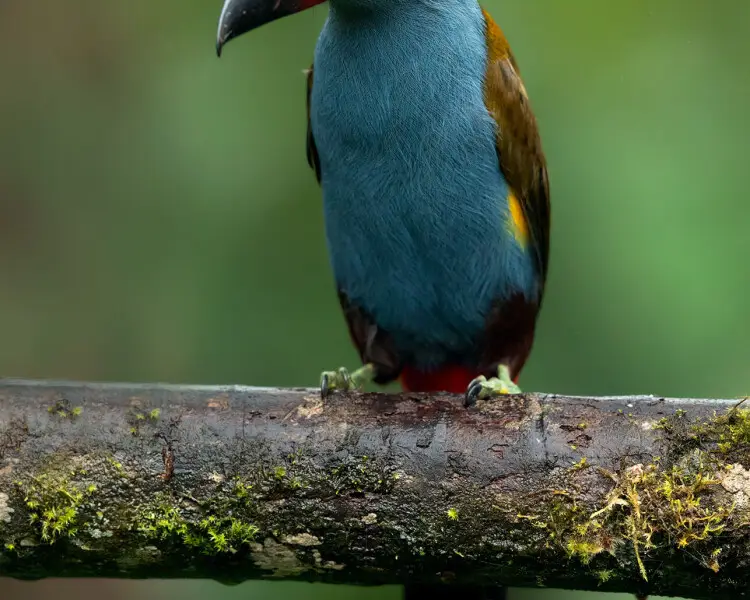 Plate-billed mountain toucan - Facts, Diet, Habitat & Pictures on ...