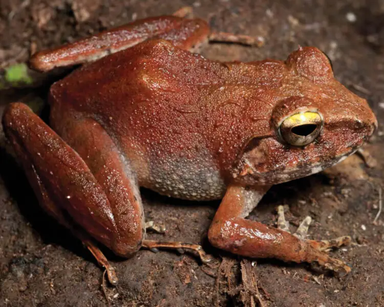 Platymantis cagayanensis - факти, дієта, ареал і фотографії на Animalia.bio