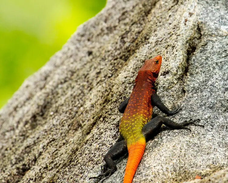 Emperor flat lizard - Facts, Diet, Habitat & Pictures on Animalia.bio