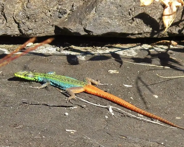 Platysaurus orientalis - факти, дієта, ареал і фотографії на Animalia.bio