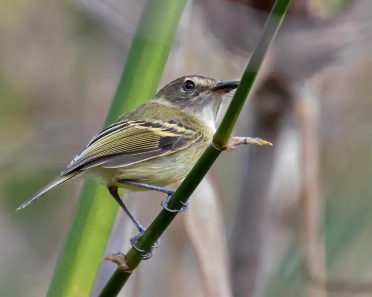 Poecilotriccus fumifrons - Fatti, dieta, habitat e immagini su Animalia.bio