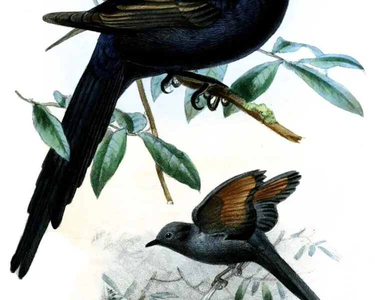 Narrow-tailed starling - Facts, Diet, Habitat & Pictures on Animalia.bio