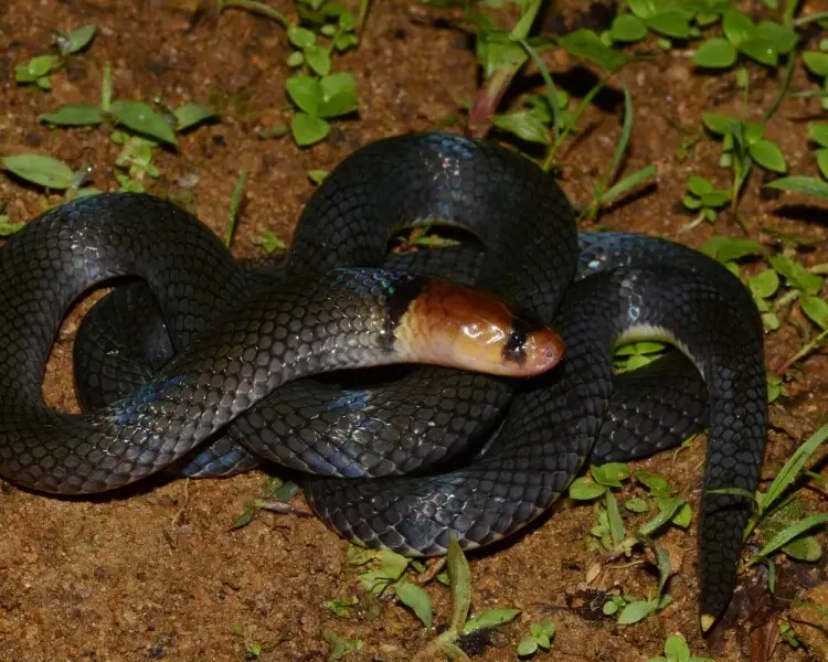 Polemon collaris - Facts, Diet, Habitat & Pictures on Animalia.bio