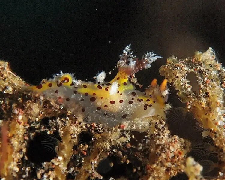 Polycera abei - Facts, Diet, Habitat & Pictures on Animalia.bio