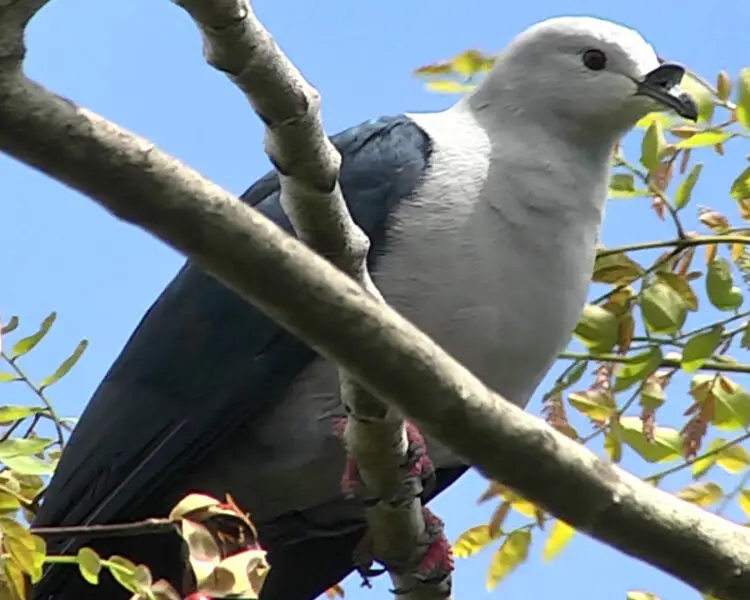 Ducula aurorae - факти, дієта, ареал і фотографії на Animalia.bio