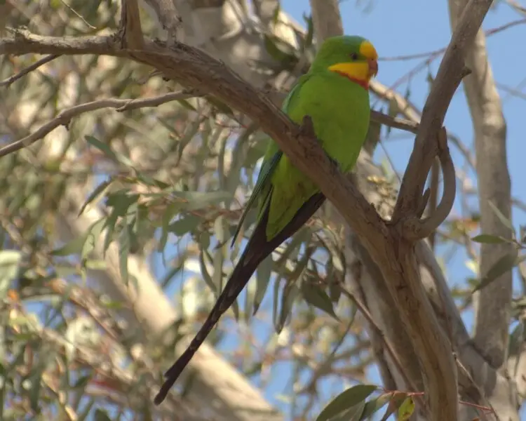 Superb parrot - Facts, Diet, Habitat & Pictures on Animalia.bio