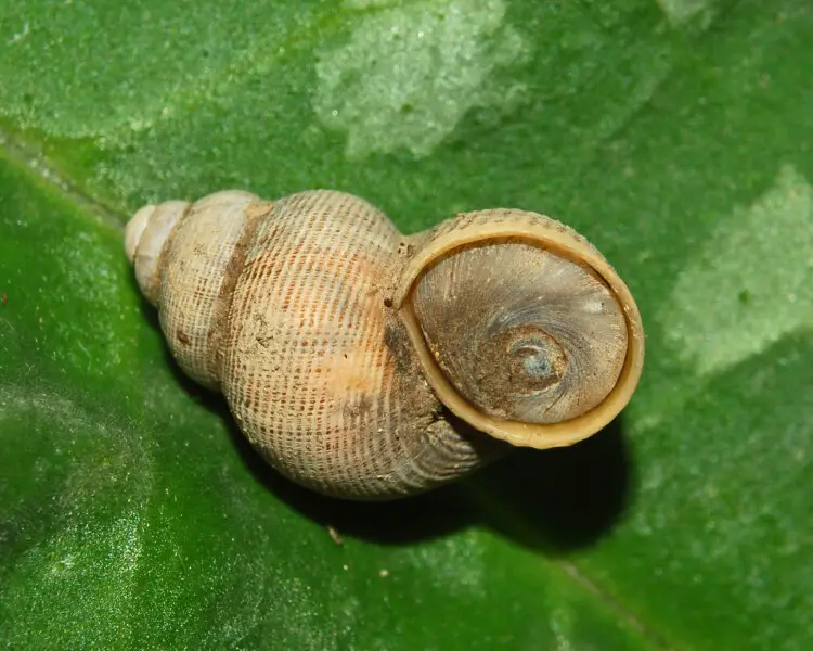 Pomatias elegans - Facts, Diet, Habitat & Pictures on Animalia.bio