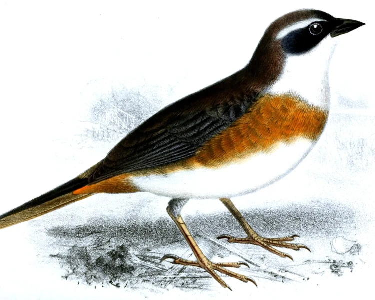 Poospizopsis caesar - Fakten, Ernährung, Lebensraum & Bilder auf ...