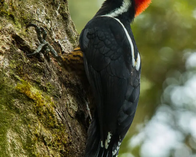 Campephilus pollens - факти, дієта, ареал і фотографії на Animalia.bio