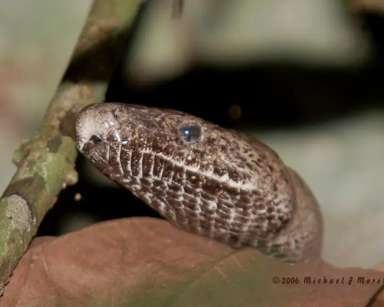 Puerto Rican boa - Facts, Diet, Habitat & Pictures on Animalia.bio