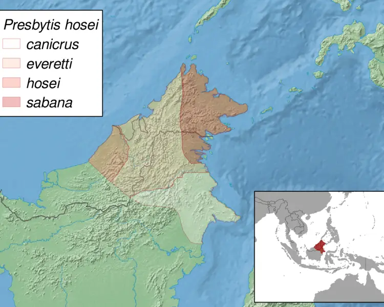 Presbytis hosei - факти, дієта, ареал і фотографії на Animalia.bio