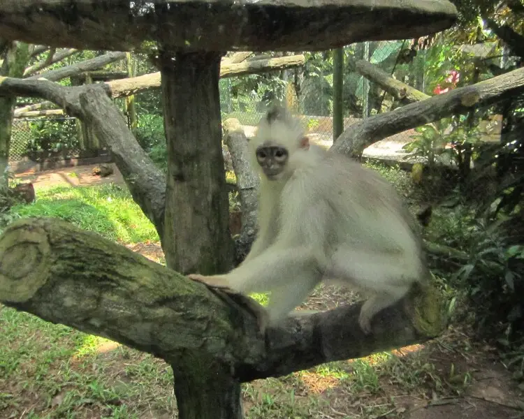 Sumatran surili - Facts, Diet, Habitat & Pictures on Animalia.bio