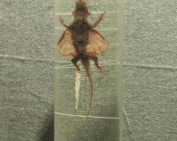 Draco maculatus - Facts, Diet, Habitat & Pictures on Animalia.bio