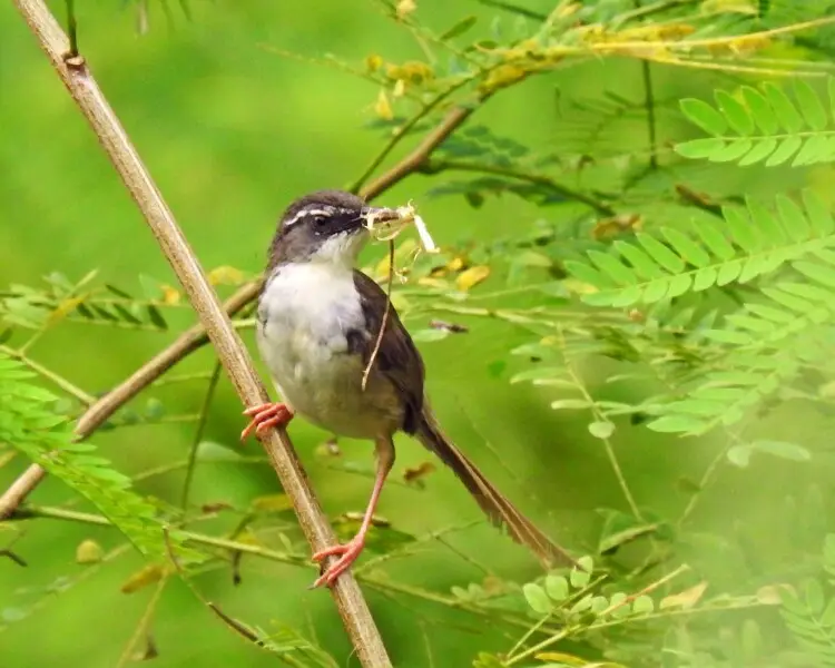 Hill prinia - Facts, Diet, Habitat & Pictures on Animalia.bio