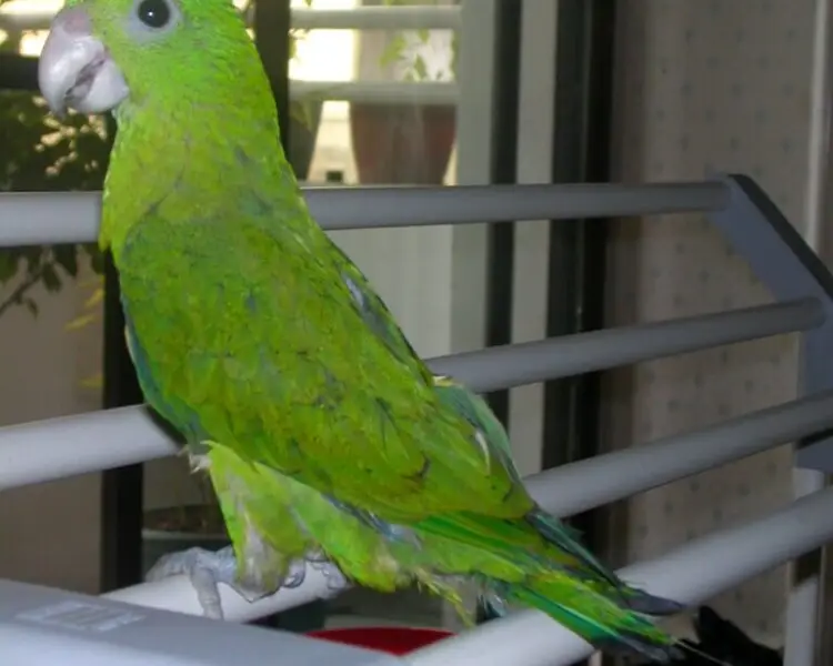 Prioniturus discurus - факти, дієта, ареал і фотографії на Animalia.bio